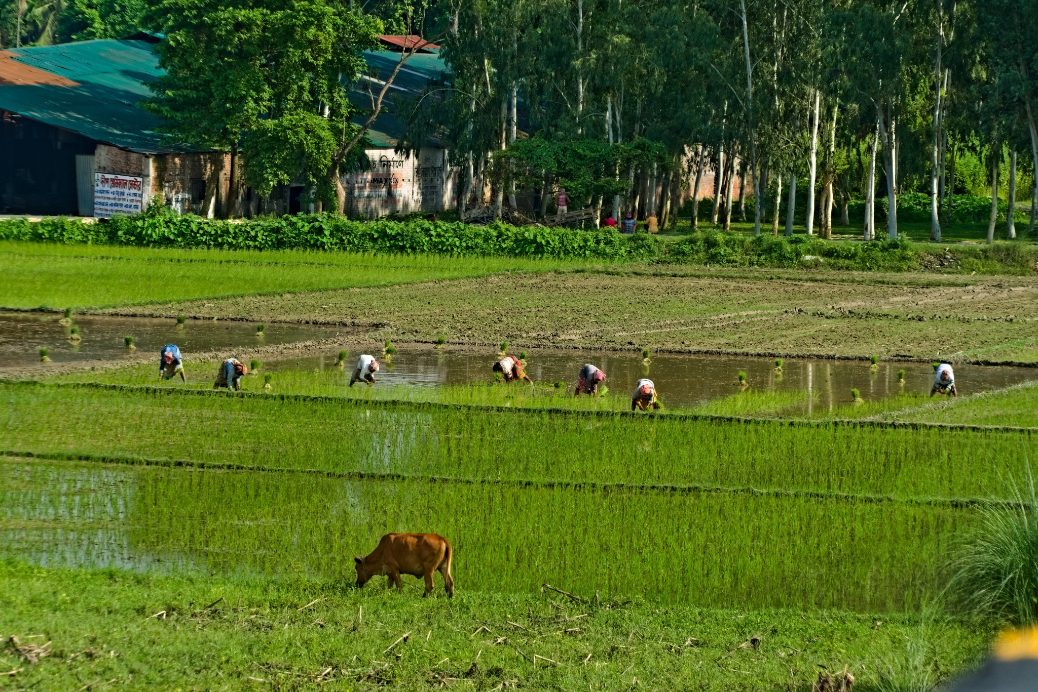 Equitable Pathways to Agricultural Adaptation | Agriculture ...
